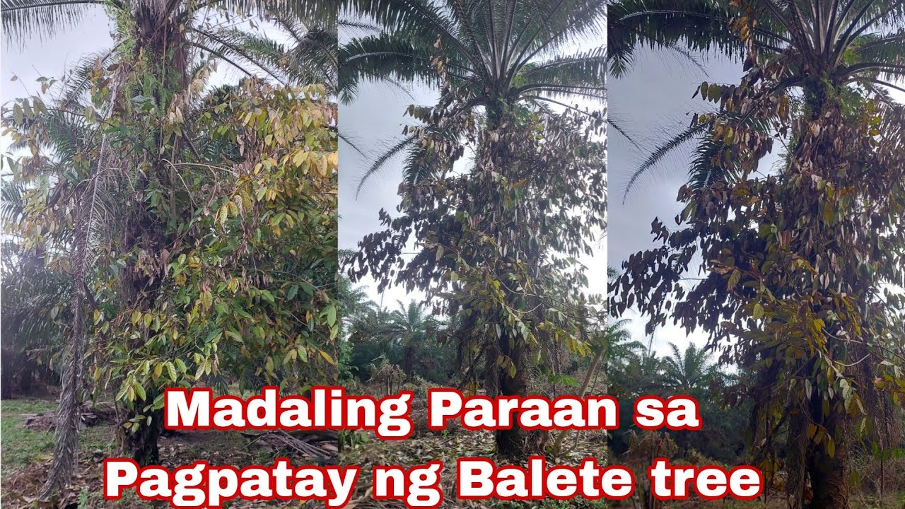 Paano Patayin ang Balete Tree in Less than 1 Minute Procedure? - YouTube