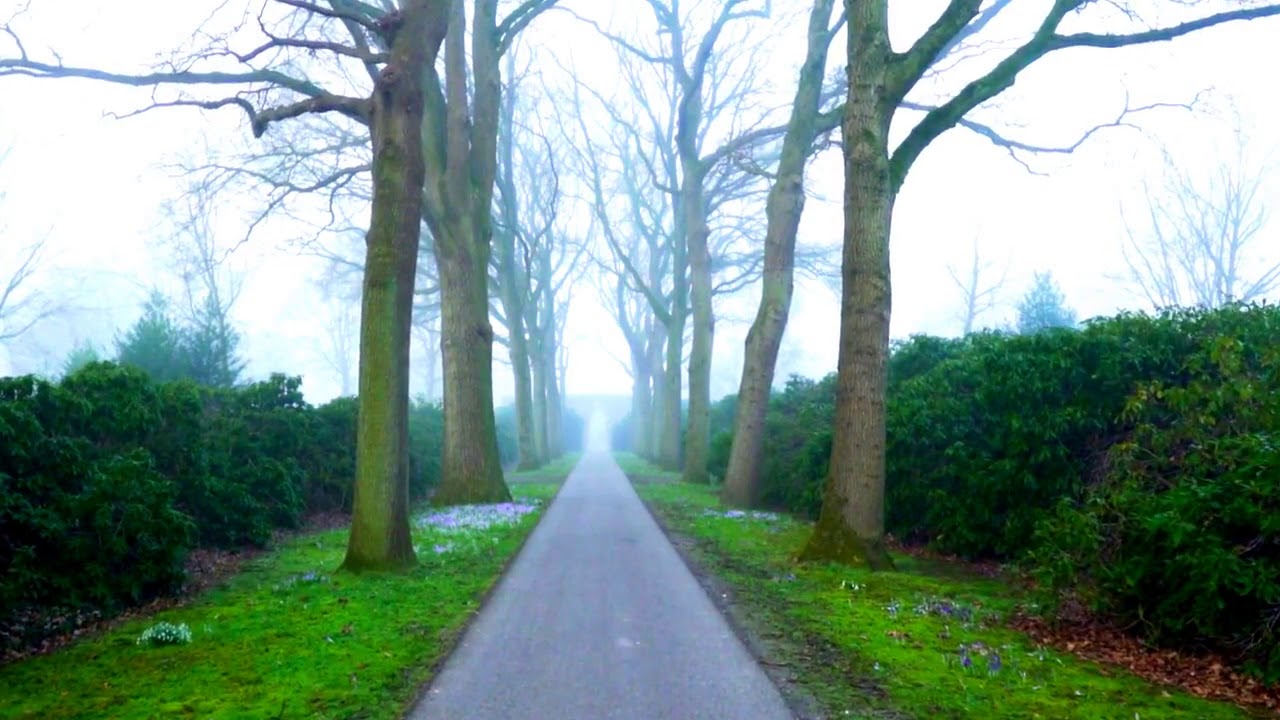 Fog Lovers - Watched This Vidéo #Shorts - YouTube