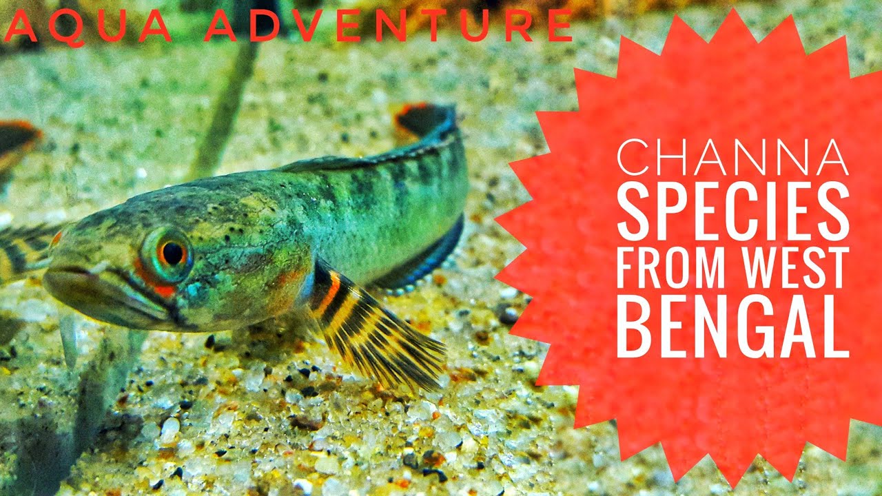 CHANNA species from West Bengal | Aqua adventure | - YouTube