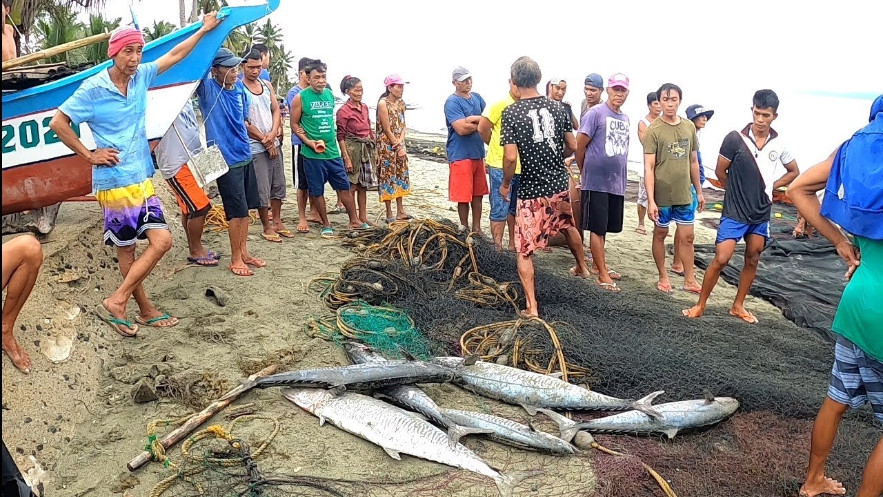 Nag lalakihang Tanigue sa tapat ng isla huli ng sinsuro - YouTube
