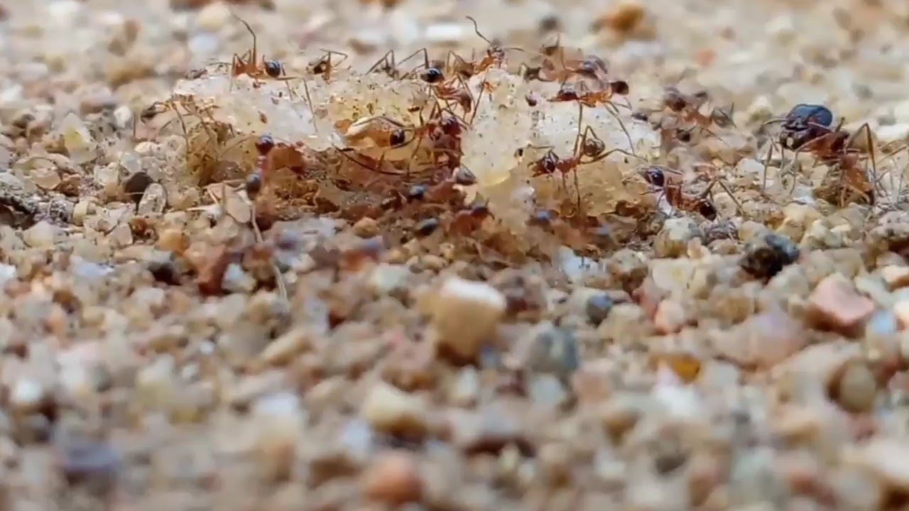 Stronger When Work Together:- Ants | Ants Life 🐜 - YouTube