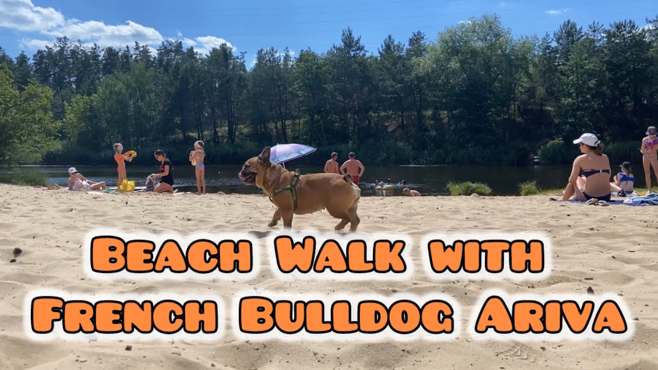 Beach Walk with French Bulldog Ariva 🏖️ - YouTube