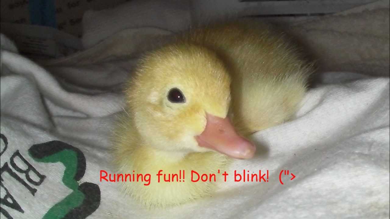 Running fun!! Runner Ducklings! :D! - YouTube
