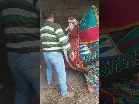 Kumluca'da Deve Havutlanması ve Deveciler İle Hoş Sohbetin 1.Kısmı \