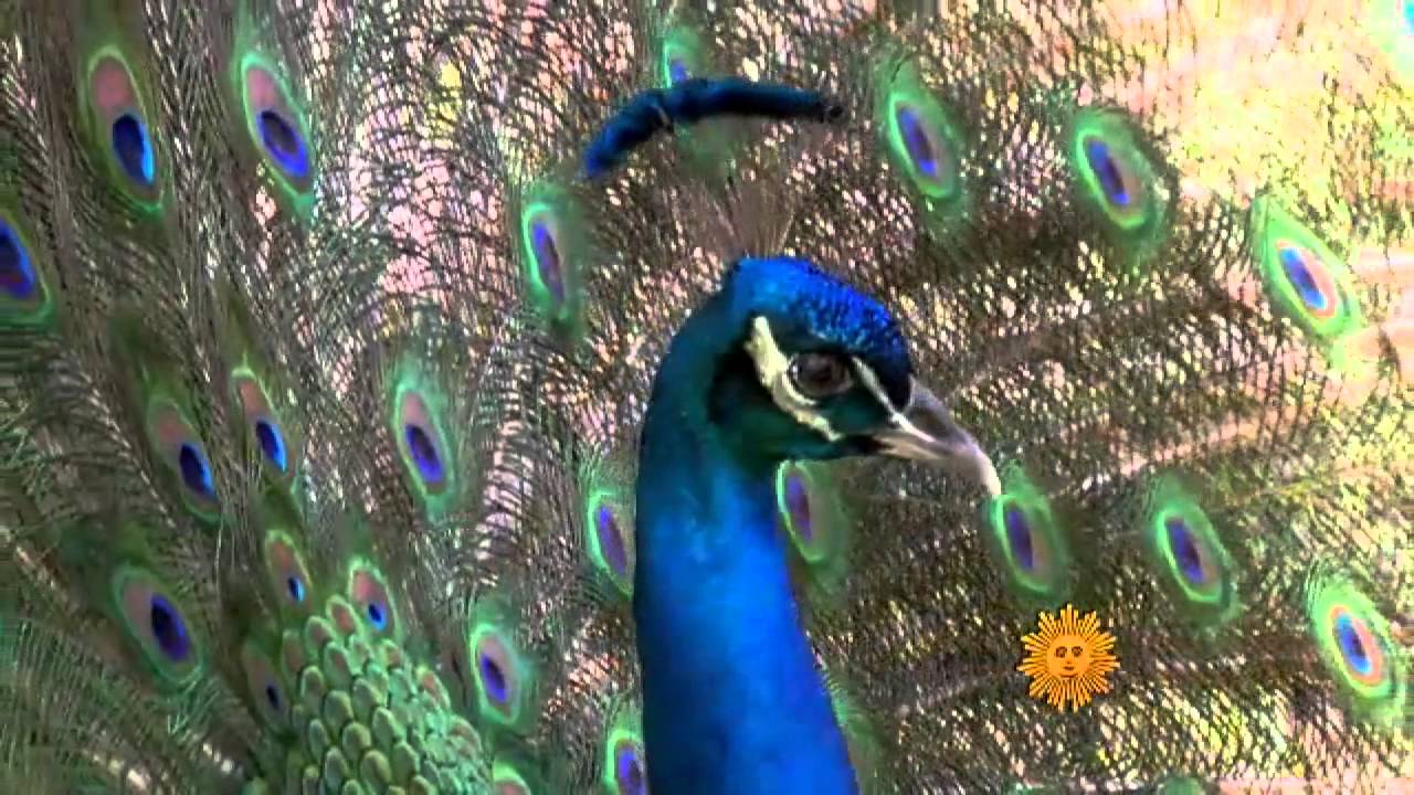 Nature: Peacocks - YouTube