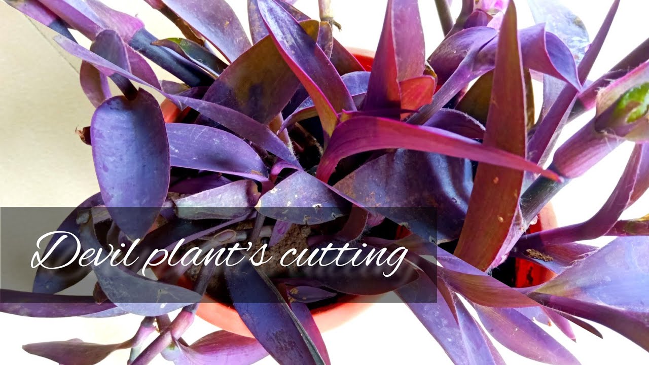 purple devil || devil plant || purple plant || purple heart - YouTube