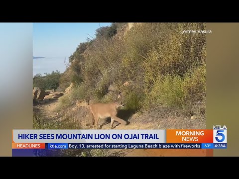'No, no, no!' Woman encounters mountain lion on Ojai hiking trail | Wild Animals SoCal