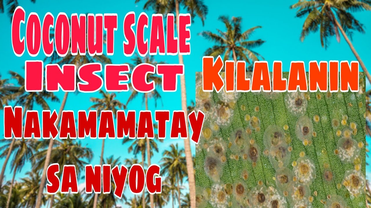 COCONUT SCALE INSECT DAMAGE AND SYMPTOMS (HOW TO GET RID COCONUT SCALE ...