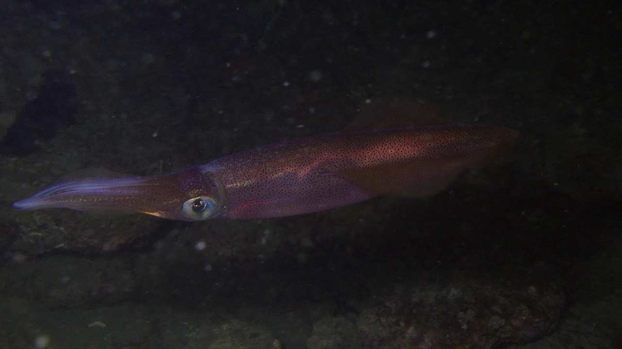 Calmar / Calamar - Loligo spp. - Squid - Palavas (France) - YouTube