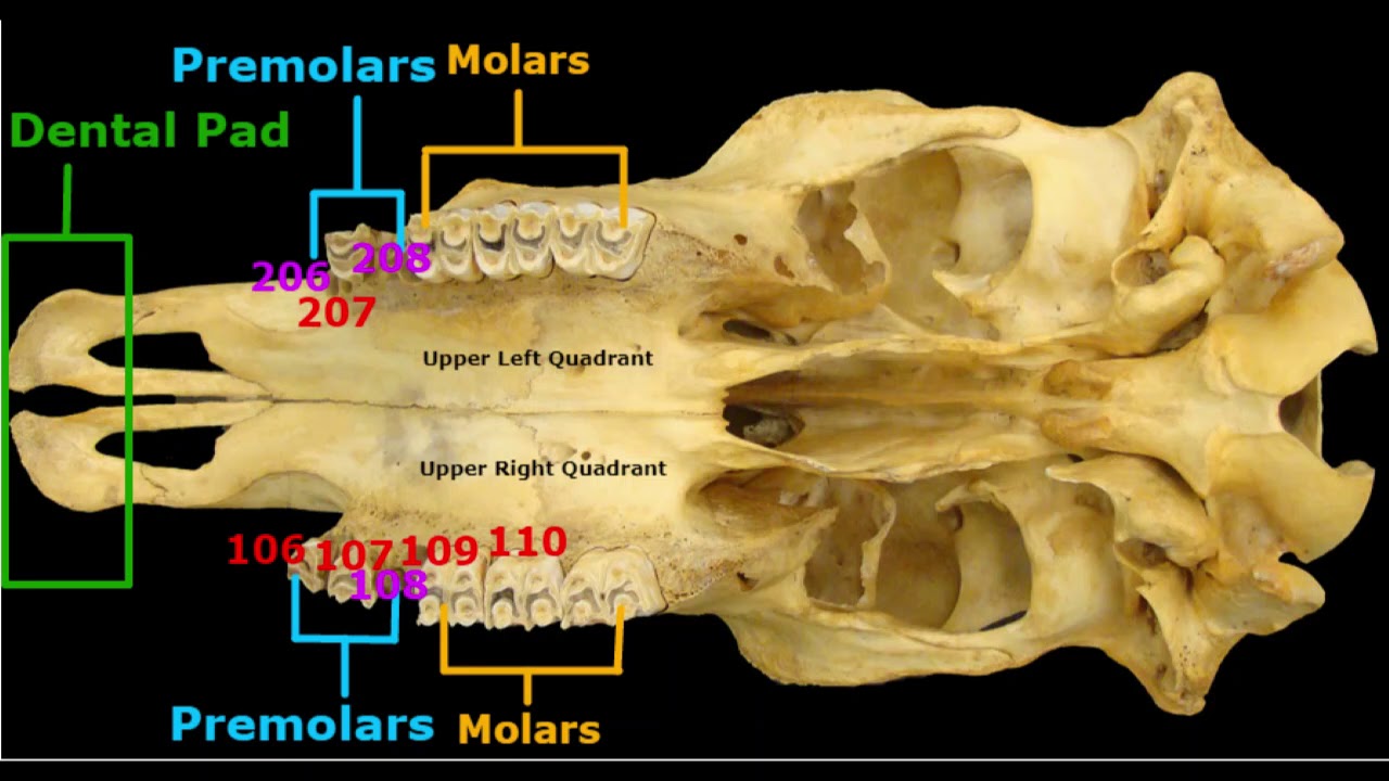 Bovine Dentition - YouTube