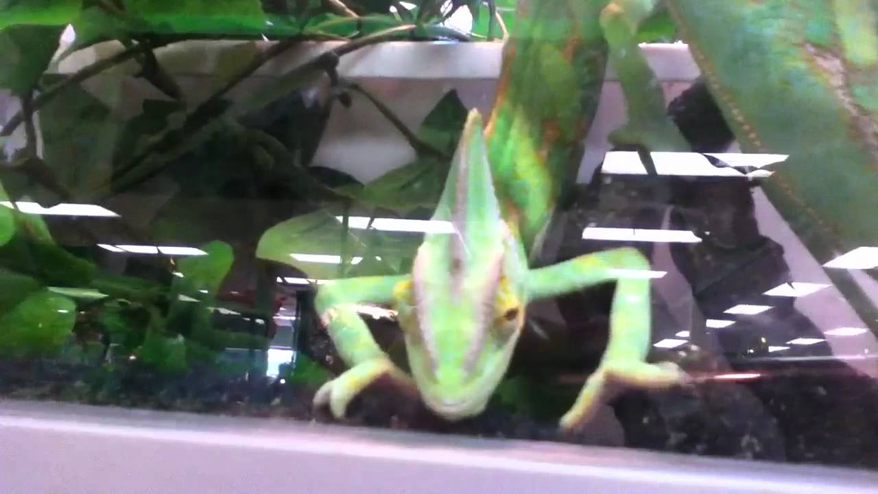 CHAMELEON TRIES TO USE FORCE - YouTube