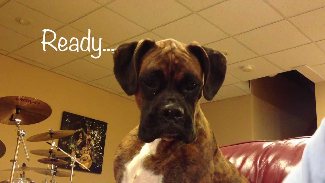 Boxer Drooling Do Boxers Drool A Lot