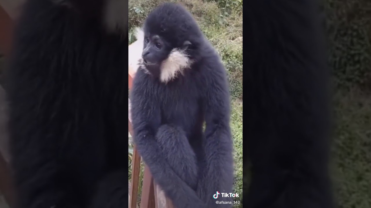 Black Monkey sound - YouTube