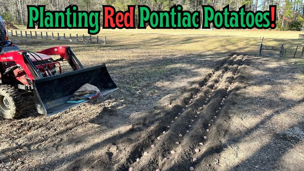 Let's Plant Some Potatoes! Red Pontiac Style! #farming #garden # ...