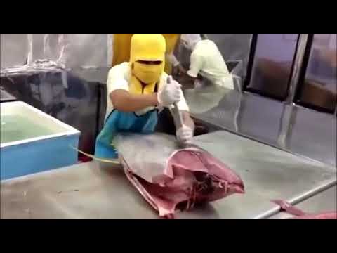 cutting a dead fish - YouTube