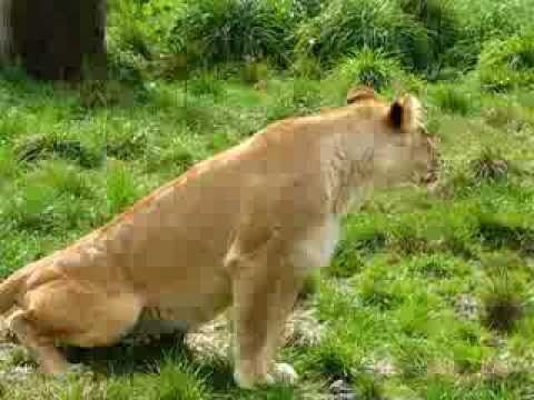 Female Lion Urinating - Paradise Valley Springs Wildlife Park - Rotorua ...