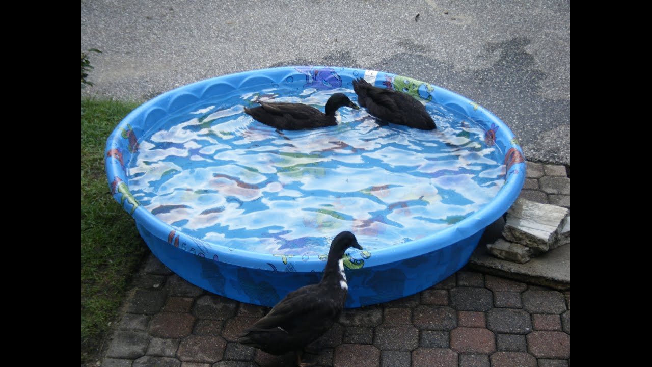 Pet Ducks and the New Pool - YouTube