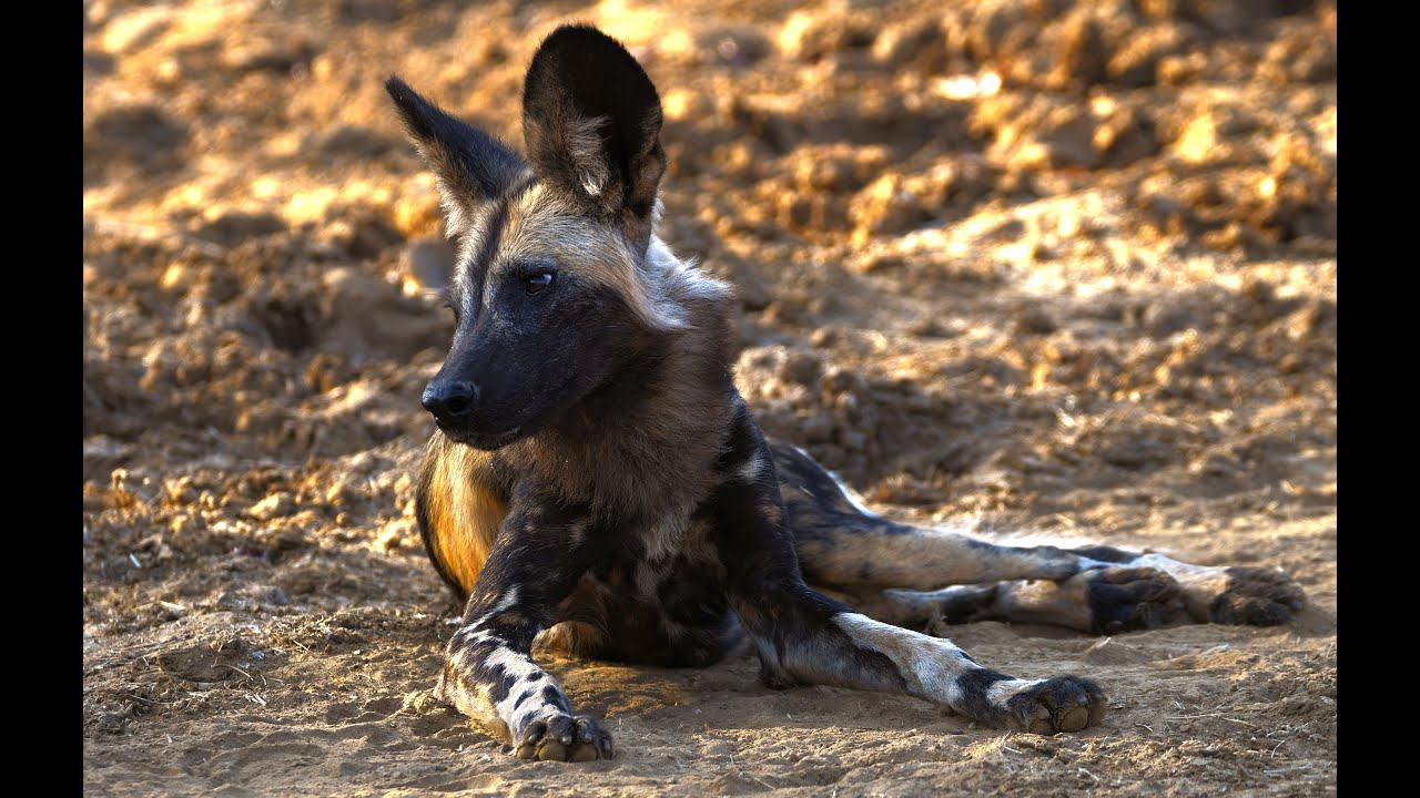 AFRICAN WILD DOG SCENT-MARKING FRENZY - YouTube