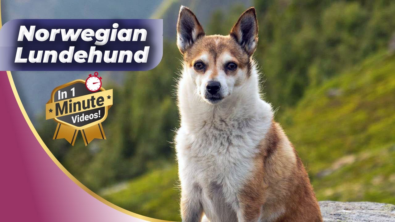 Norwegian Lundehund - 🐶 Rare Dog Breed with 6 Toes! - YouTube