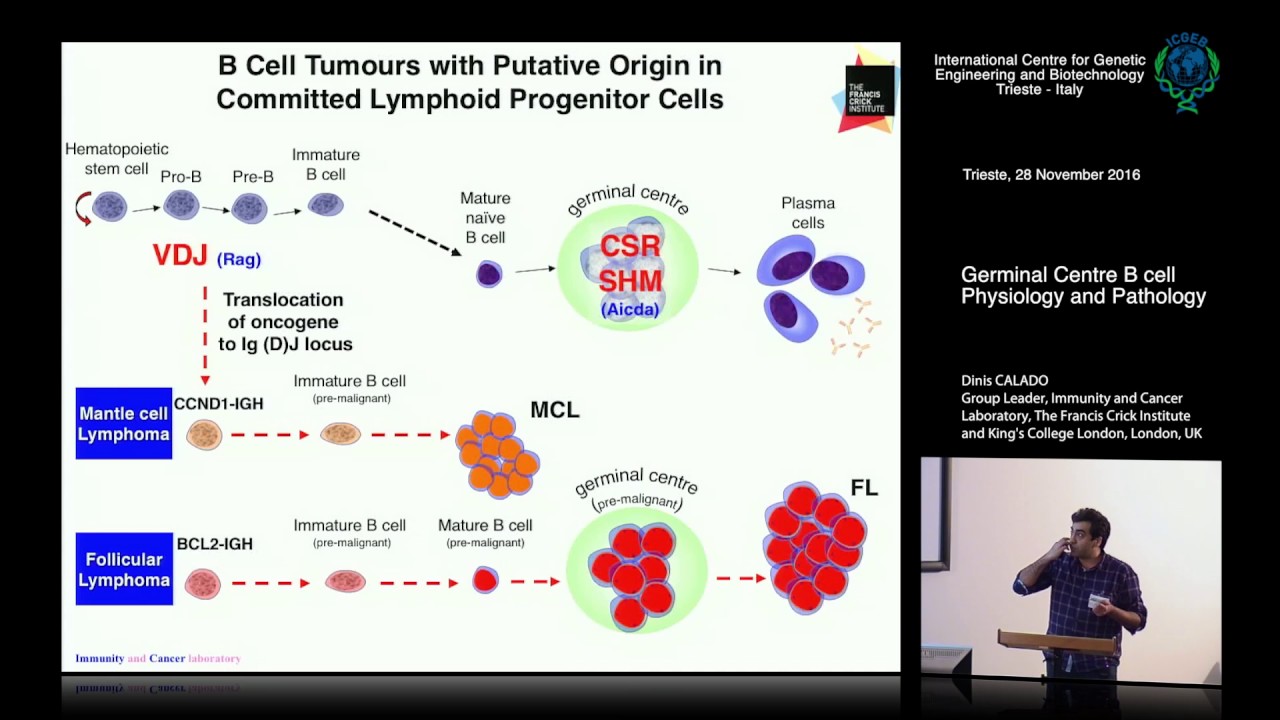 B Cell Activation Germinal Center