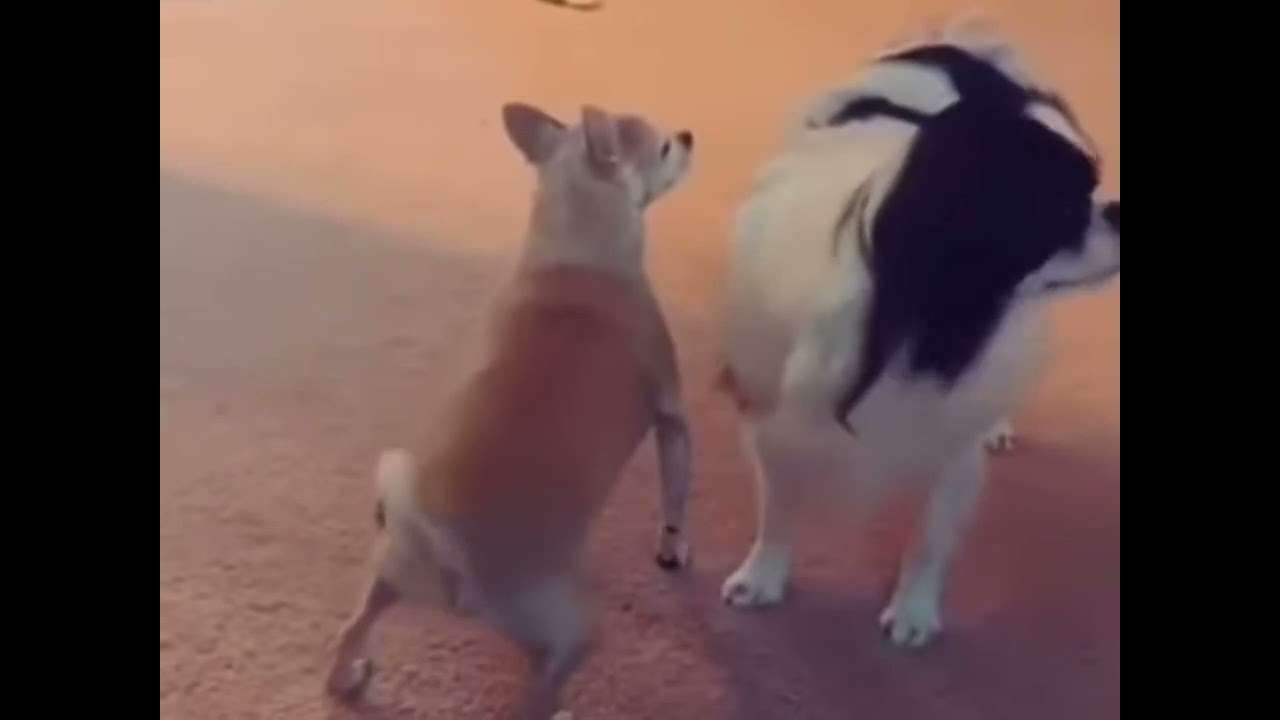 Workout Fails with Meme Dog - YouTube