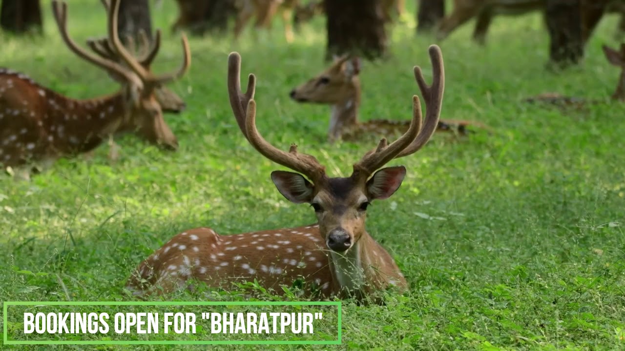 Virya Wildlife Tours - www.viryawildlifetours.com - YouTube