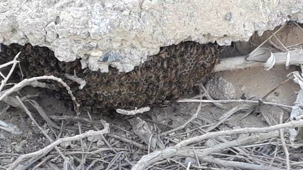bees in the desert - YouTube