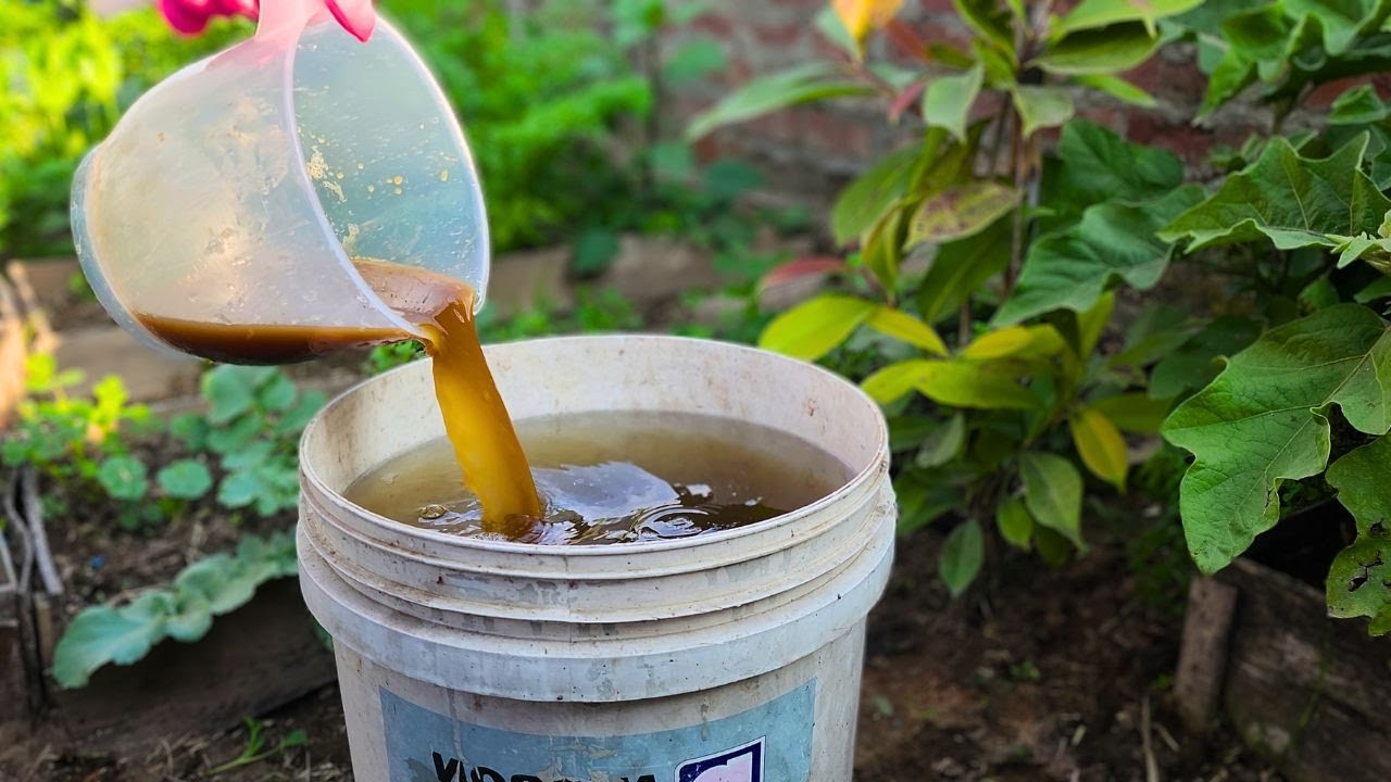 This Stinky Liquid Fertilizer Made My Plants Go Crazy! - YouTube