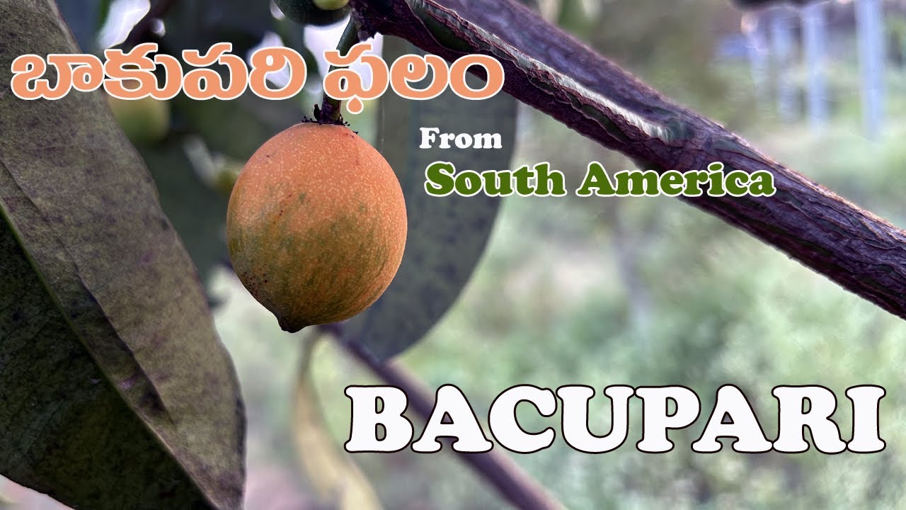 BACUPARI || SOUTH AMERICA || EXOTIC FRUIT || AADHYA ORGANIC FARM - YouTube