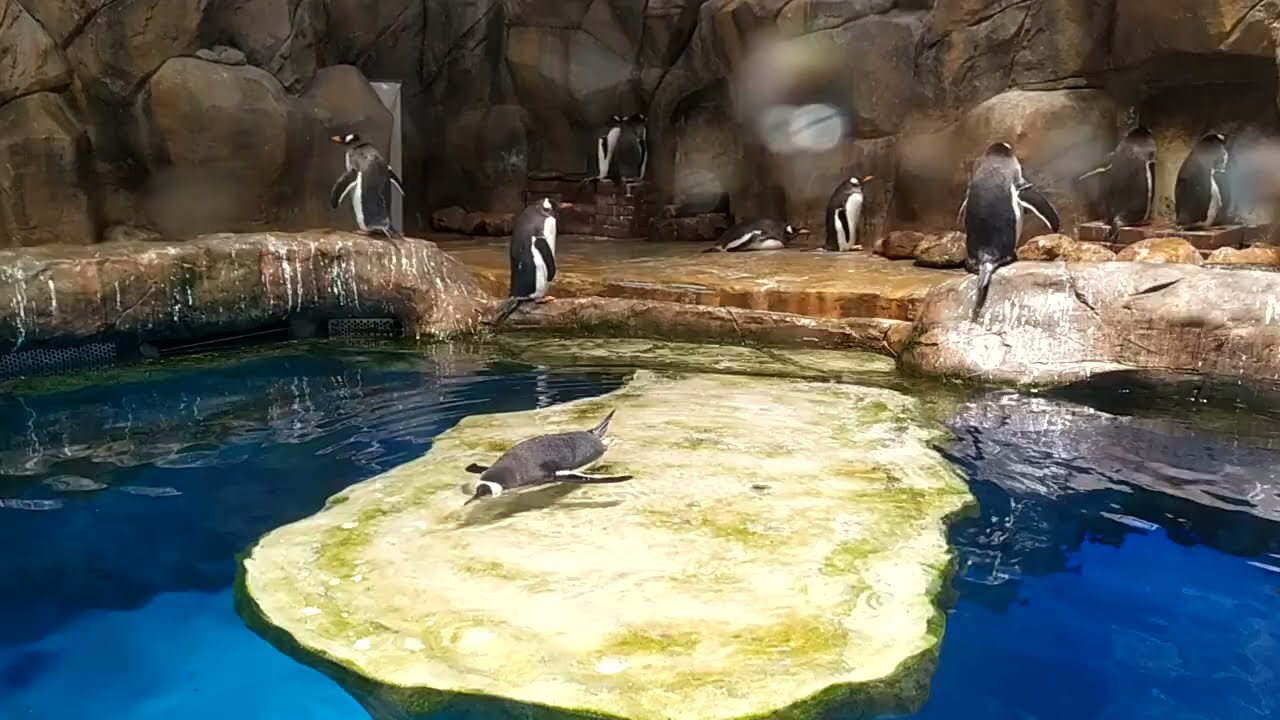 A Penguin happily floats around! - YouTube