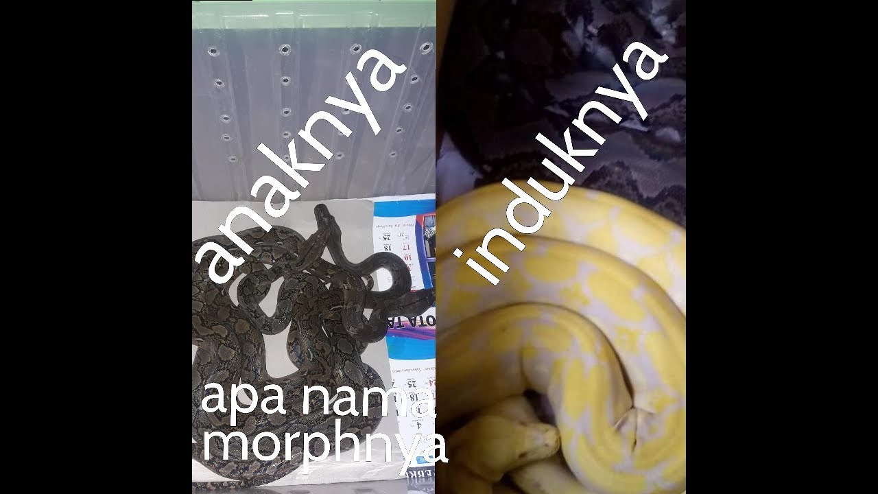 Unboxing.beby retic normal x albino - YouTube