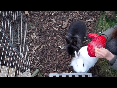 Rabbit Shedding/Moulting | Tips & Advice - YouTube