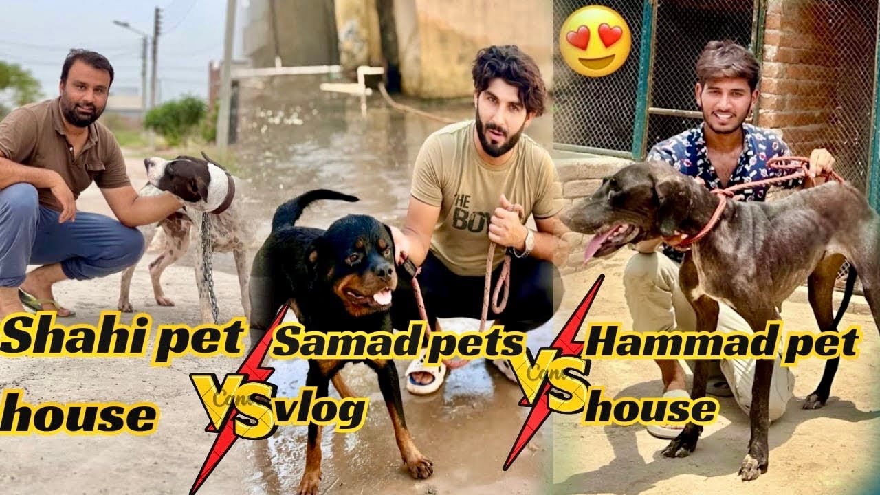 Hammad Pet House or Samad Pets Vlog K Sath Heavy Bully Dog Ka Challenge Match Fix Hogya 😱 - YouTube