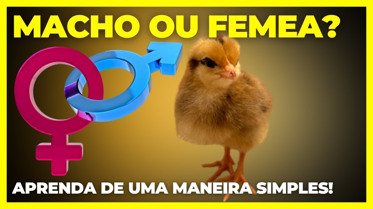 Como saber se o pintinho é macho ou fêmea? - YouTube