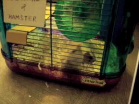 Hamster Escapes from Cage - YouTube