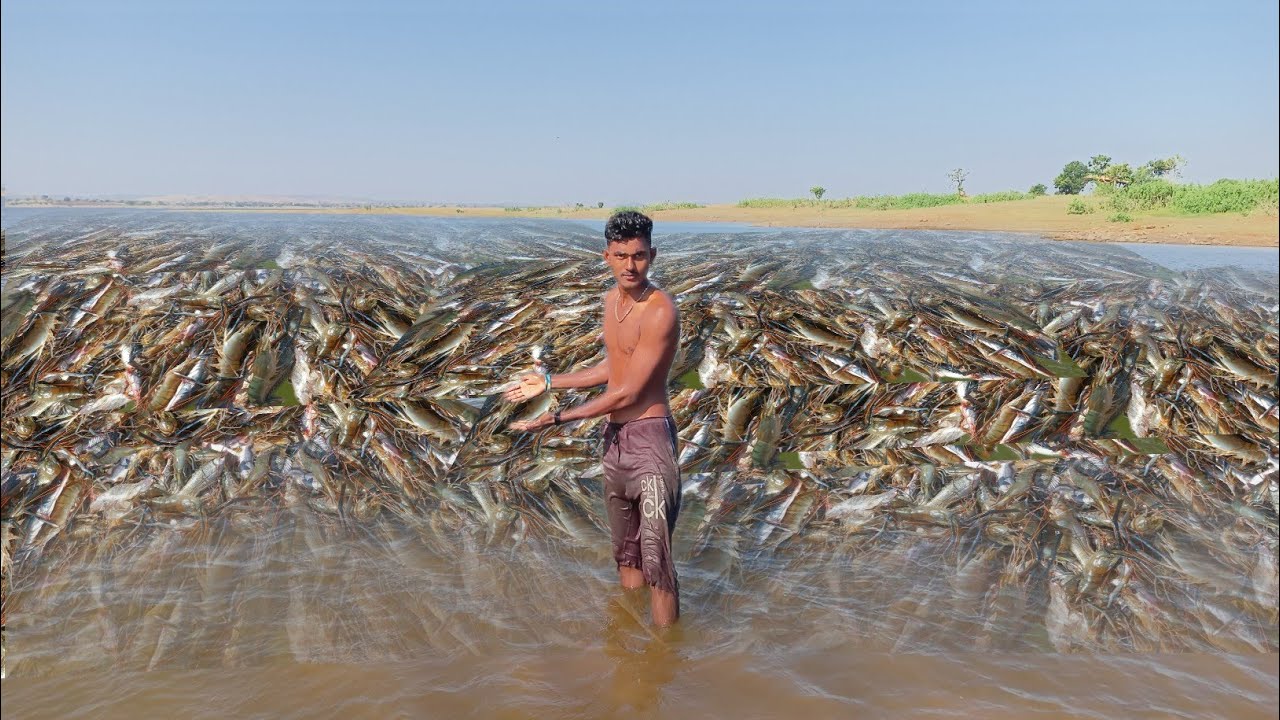 Tiger Prawns & Tiger Jhinga Catching - YouTube