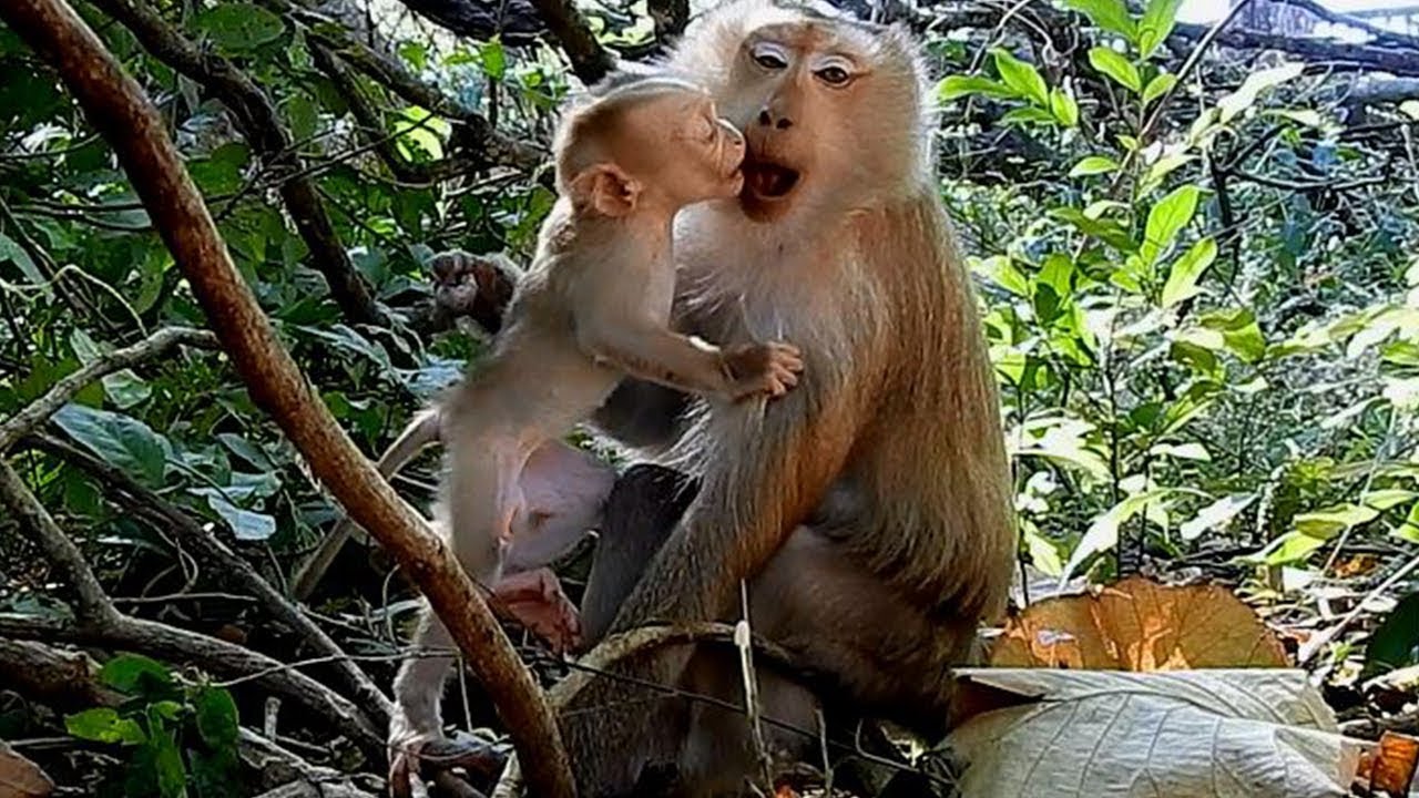 Gorgeous monkey ROCKY asks for food from his mom ROZY, he's so adorable - YouTube