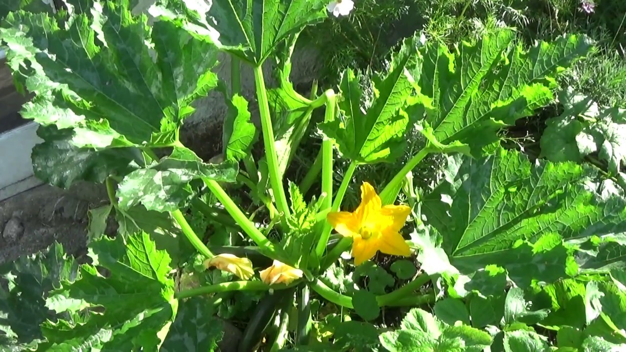 Beautiful squash - I love you! - YouTube