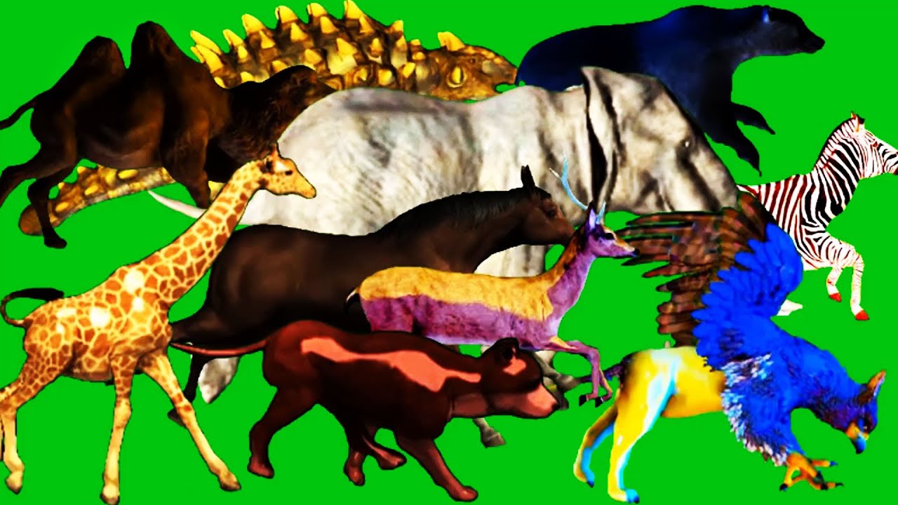 Green Screen Animals Stampede Running Green Screen Blue Screen Black ...