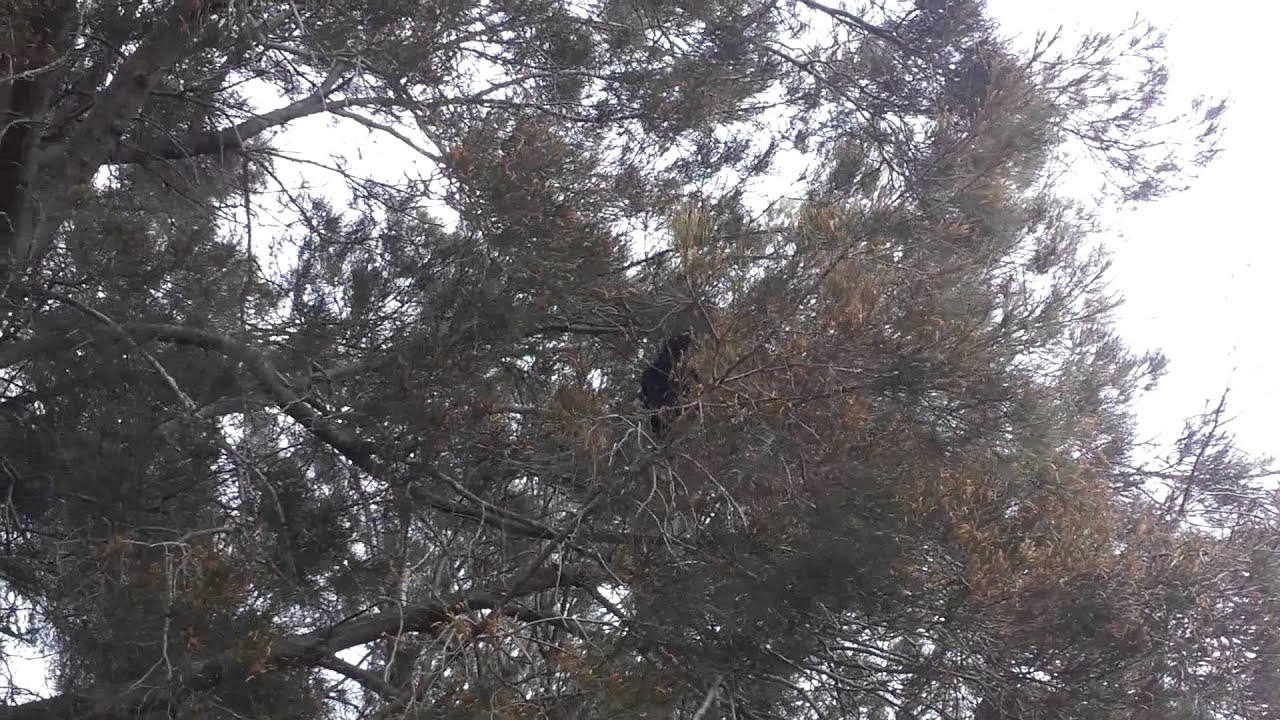 Ravens mourn a fallen comrade. - YouTube