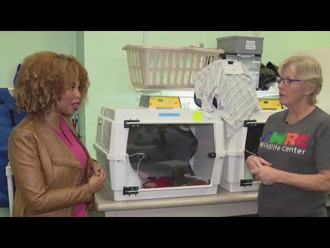 Bats rescued, rehabiilitated after suffering in Houston freeze - YouTube