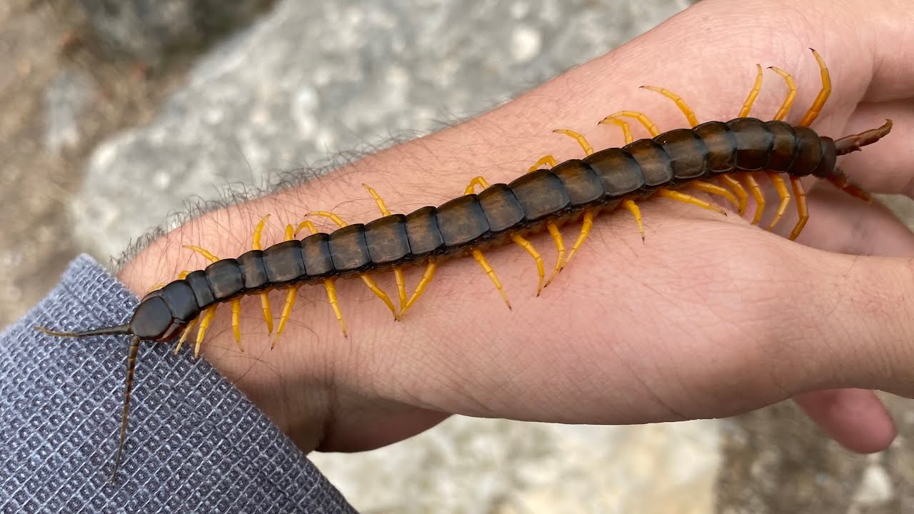 Looking for Mediterranean Giant Centipedes ( 2 Morphs: Light Green ...