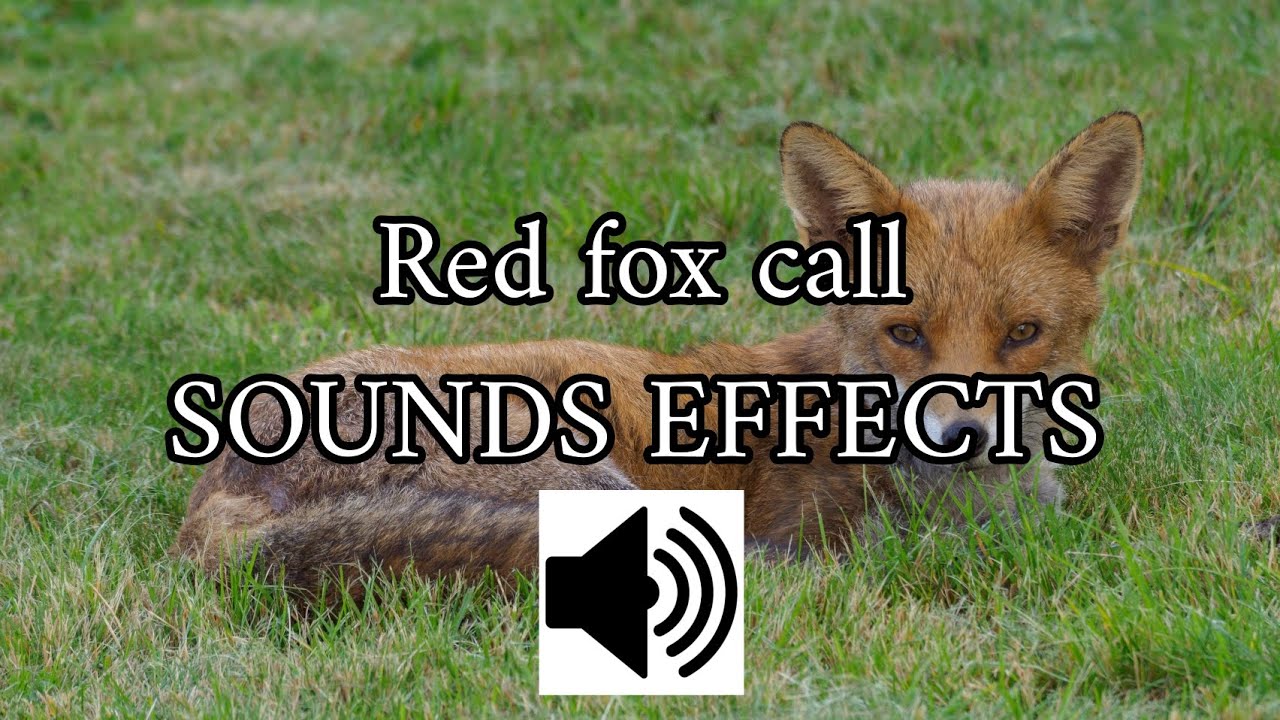 Red fox call🦊 - Effects sounds - YouTube