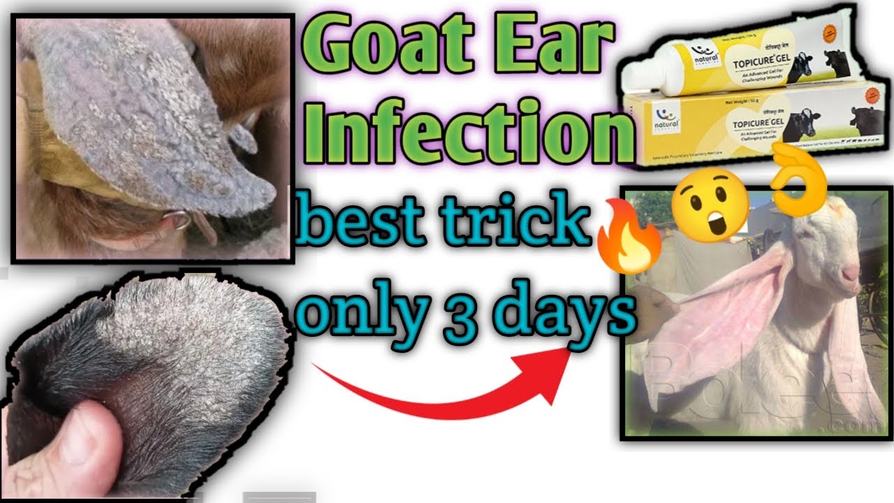 Goat Ear Infectiongoat Ear Swellinggoat Ear Tagginggoat Ear Cleaninggoat Ear