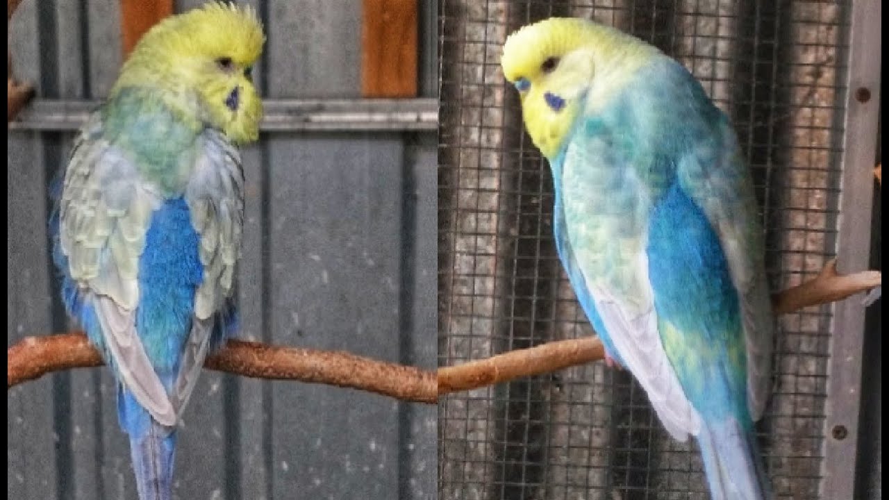 Budgies Rainbow Clearwing Aviary Australia - YouTube