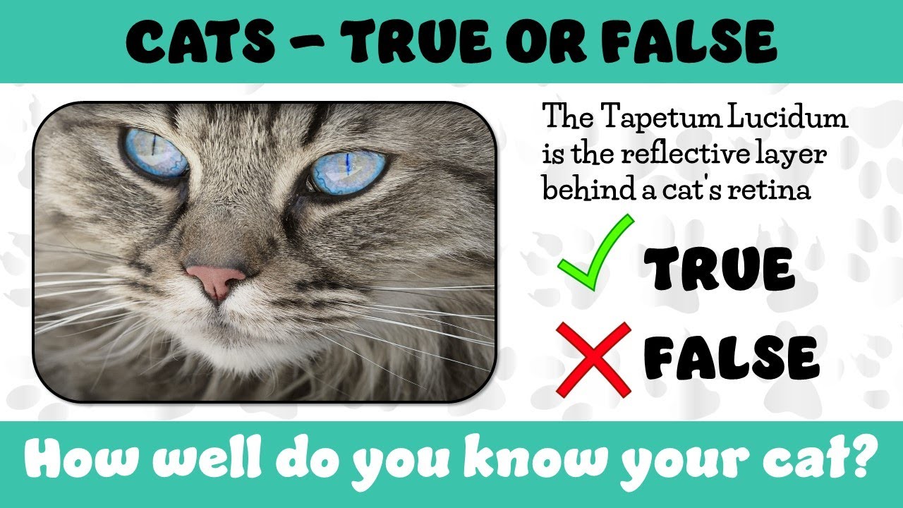 CAT QUIZ - how well do you know your feline - 25 questions - family fun ...