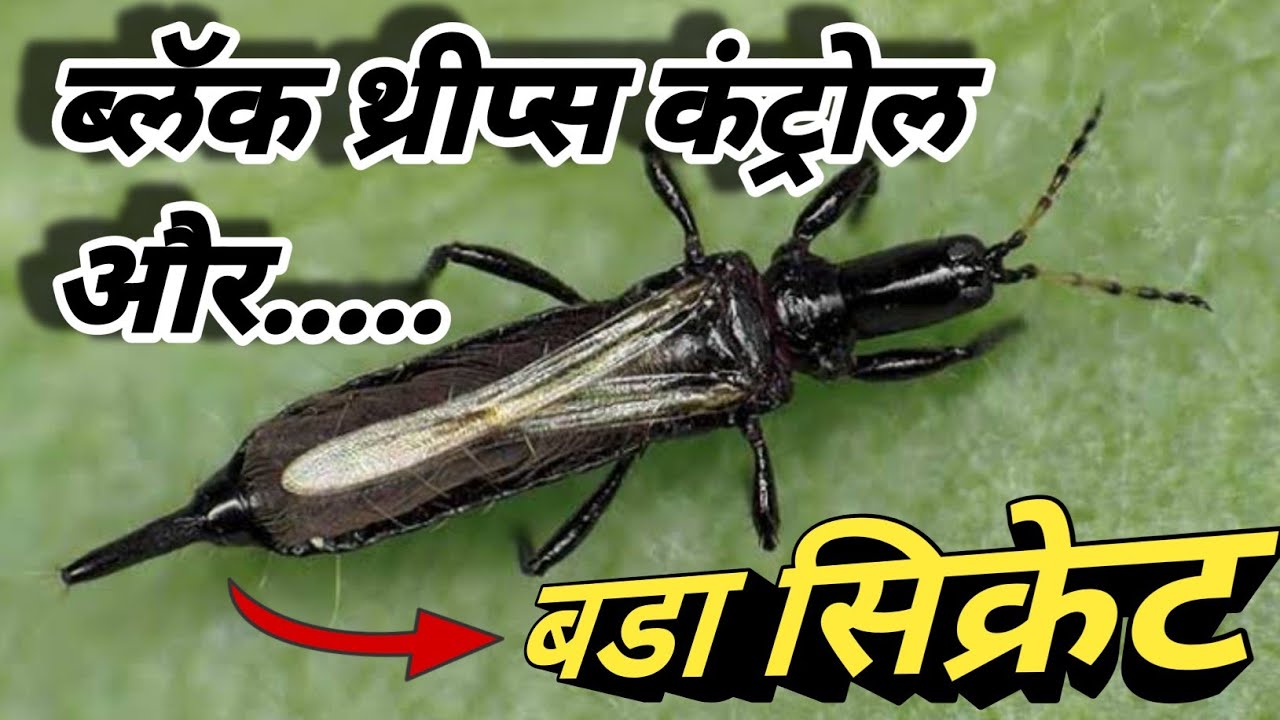 ब्लॅक थ्रीप्स/थ्रीप्स/black thrips/black thrips control - YouTube
