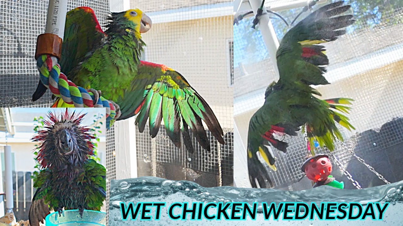 Parrot shower day: Wet Chicken Wednesday! - YouTube
