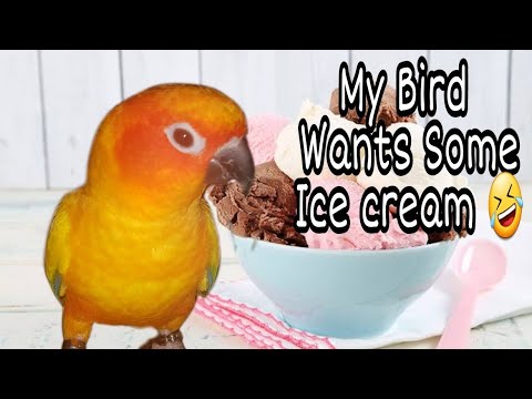 BIRD PARROT EATING ICE CREAM | NEPHORA - YouTube