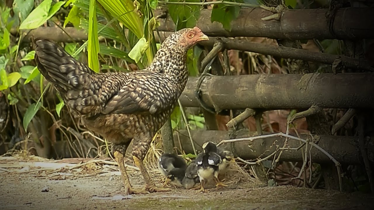 Wild fowl, hen accompanies her chicks in the bushes - YouTube